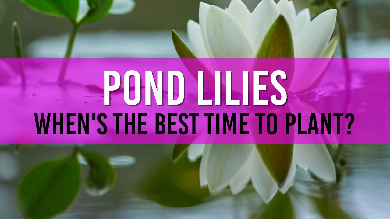 When is the best time to Plant Pond Lilies? - PondAnswers.com