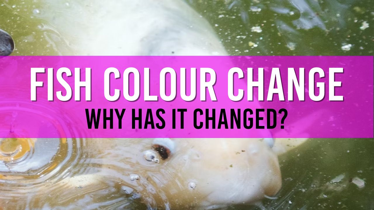 Understanding Why Your Pond Fish Change Colour: Insights and Solutions