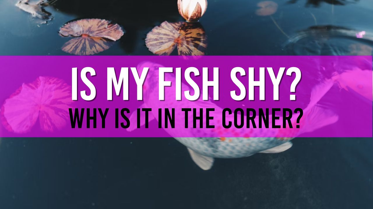 Exploring Pond Fish Behaviour: Corner Sticking Causes and Solutions