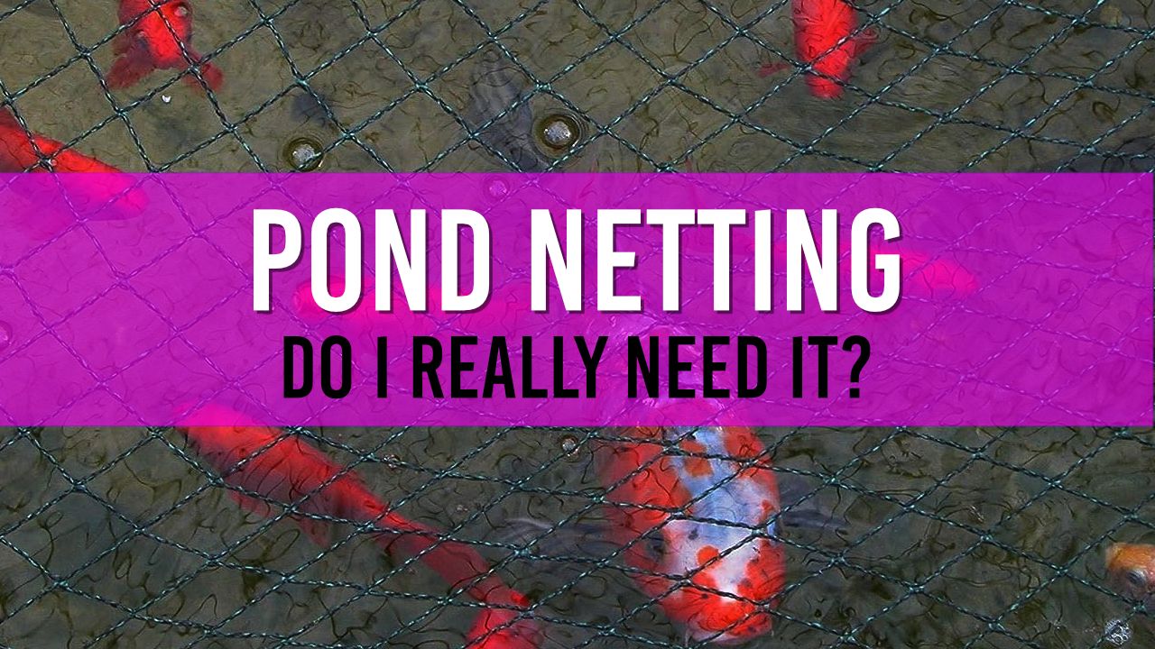 Pond Netting To Net Or Not To Net The Pond Owners Dilemma