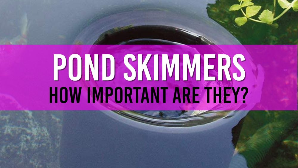 What are Pond Skimmers? Do they work? Do I need one for my Pond?