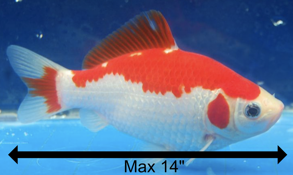 Sarasa Comet Pond Fish: A Comprehensive Guide