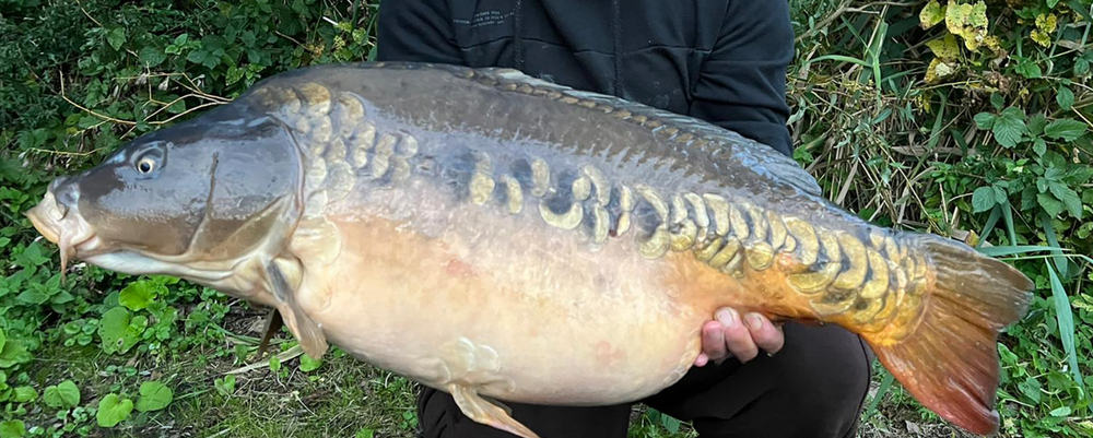 Mirror Carp Pond Fish: The Elegant Guide