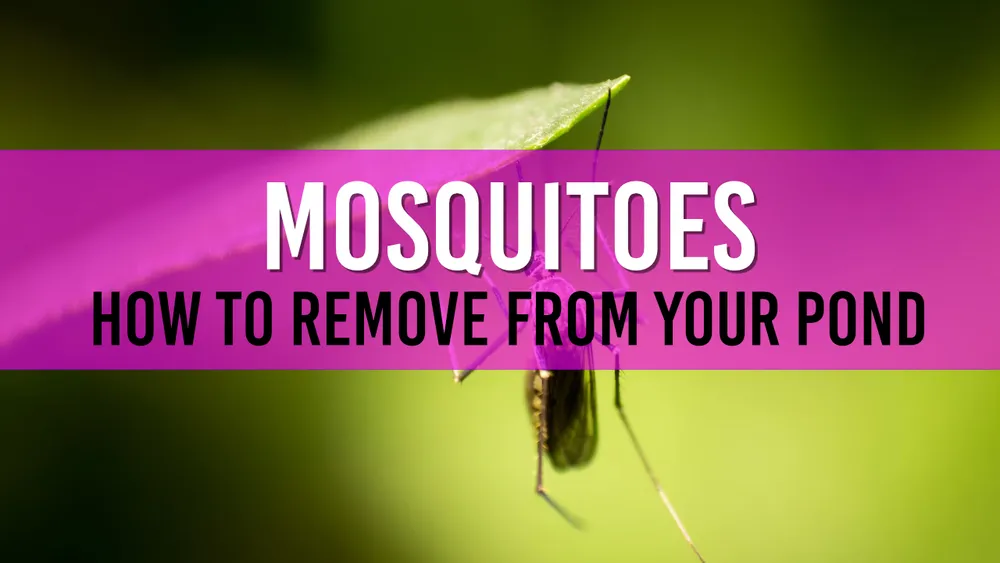 How to Keep Mosquitoes Away from Your Pond: Effective Strategies