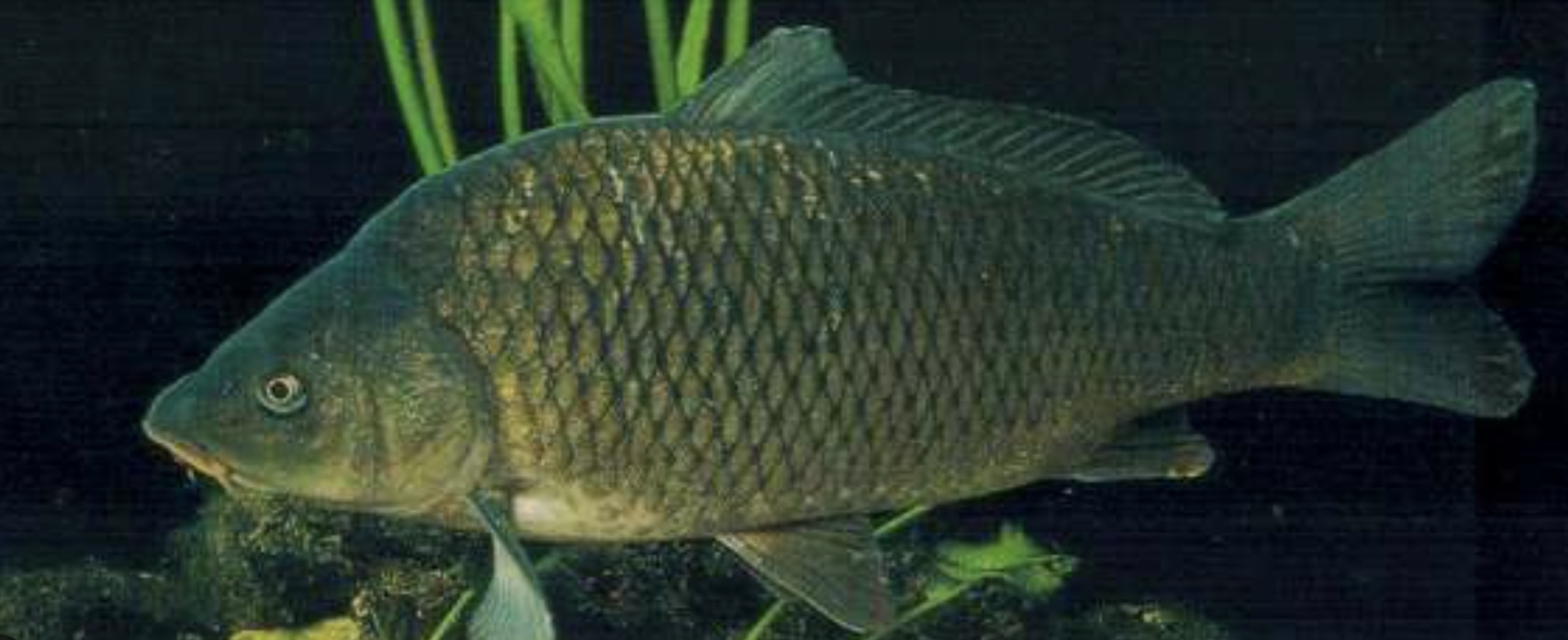 Common Carp Pond Fish: A Comprehensive Guide