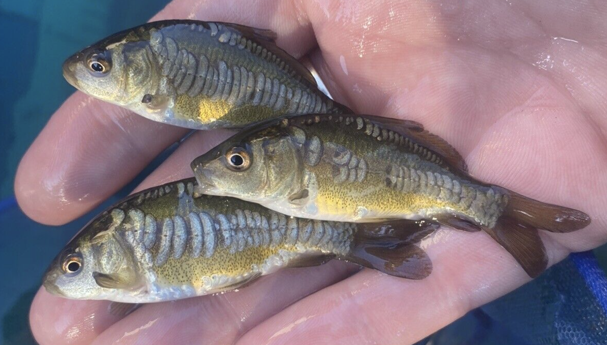 Mirror Carp Pond Fish: The Elegant Guide