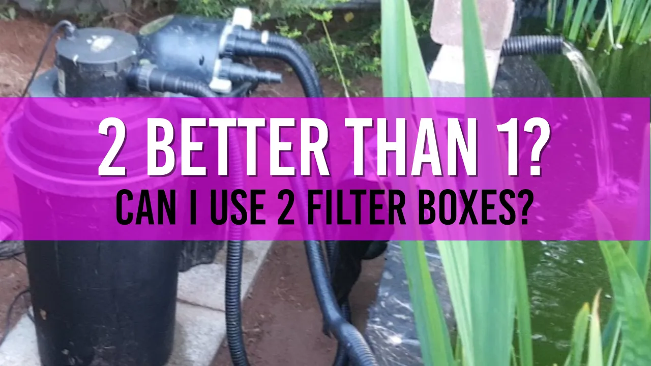 Optimize Pond Filtration: Using Multiple Filter Boxes for Healthier Ponds