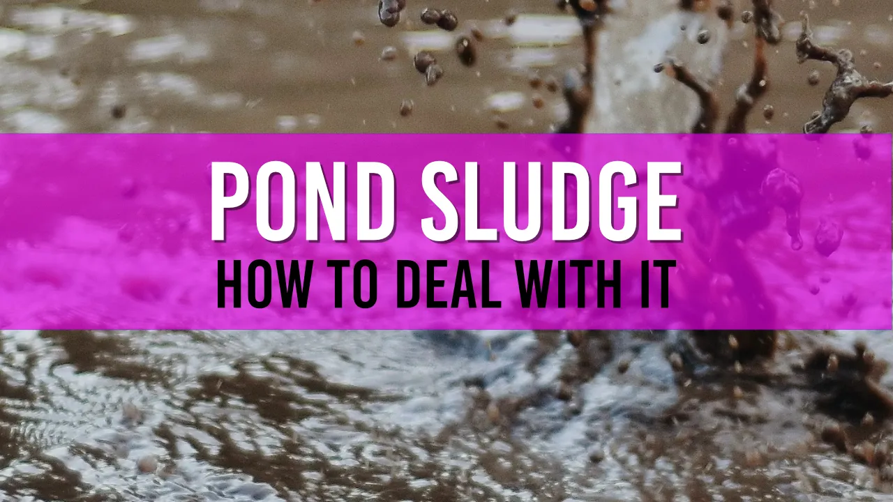What is Pond Sludge and How to Remove for Healthier Water