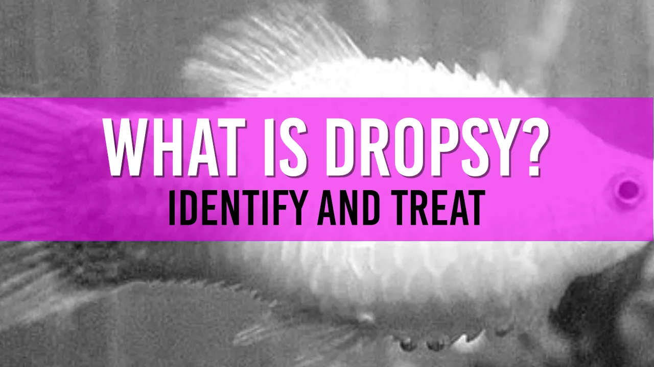 Understanding Dropsy in Pond Fish - Prevention & Treatment ...