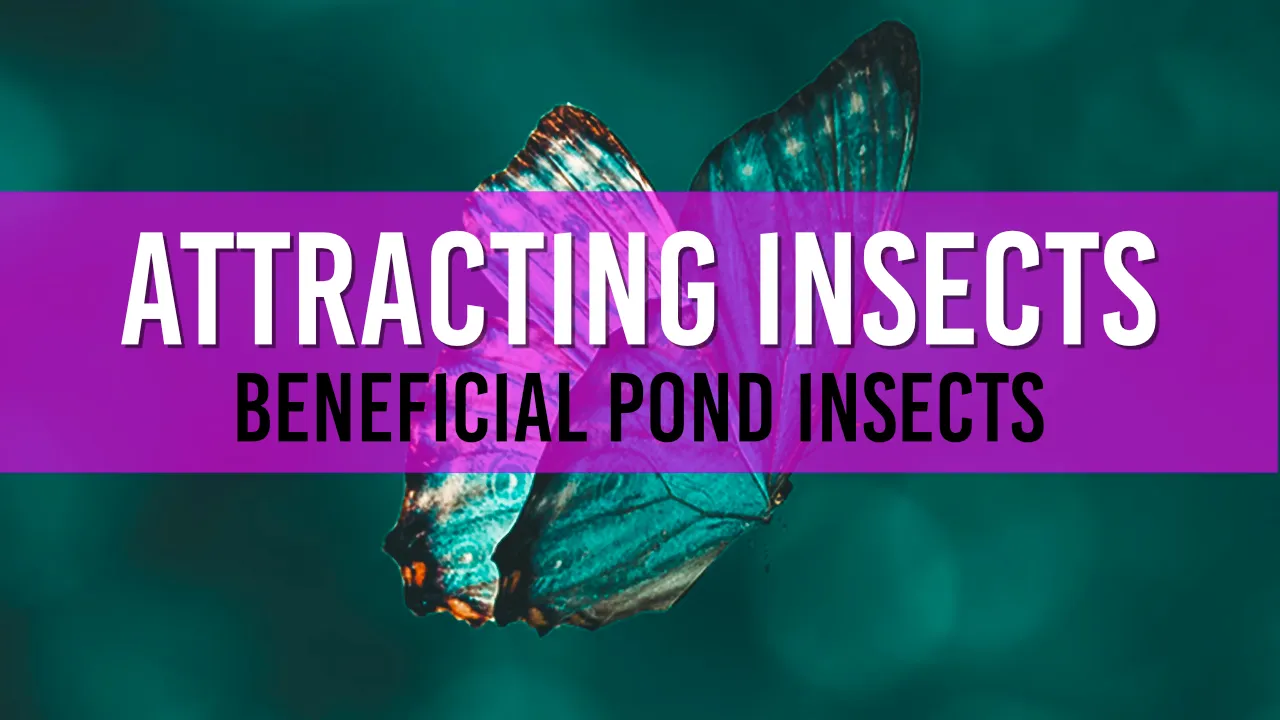 Attracting Beneficial Insects to Your Garden Pond | Pond Answers Guide