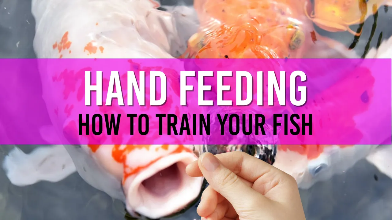 Train Your Fish for Hand-Feeding: Patience, Patience & Patience