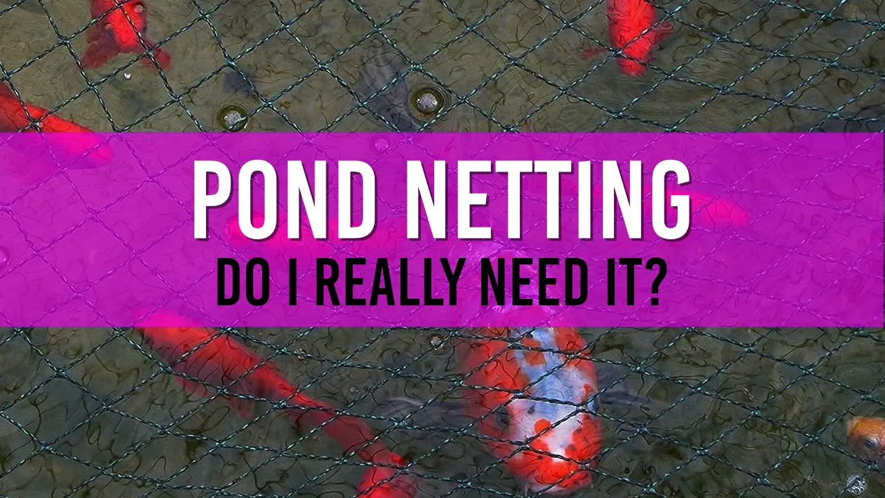 Pond Netting: To Net or Not to Net? The Pond Owner's Dilemma
