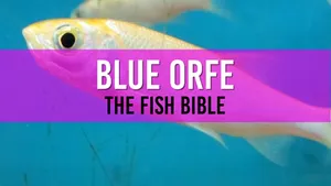 Golden Orfe Pond Fish - A Comprehensive Guide