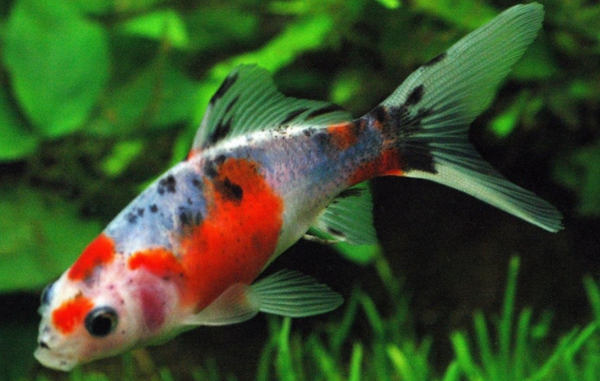 The Top 5 Pond Fish Breeds for Beginner Pond Owners