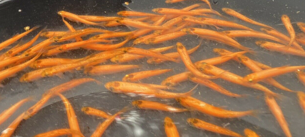 The Top 5 Pond Fish Breeds for Beginner Pond Owners