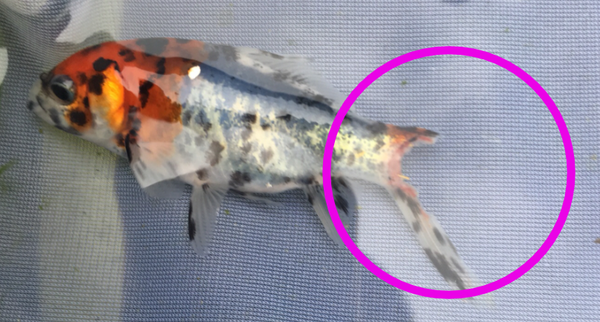 Fish Health: Identifying Illness and Treating Common Pond Fish Diseases