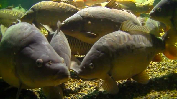 Mirror Carp Pond Fish: The Elegant Guide