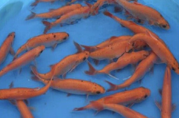 Golden Orfe Pond Fish - A Comprehensive Guide