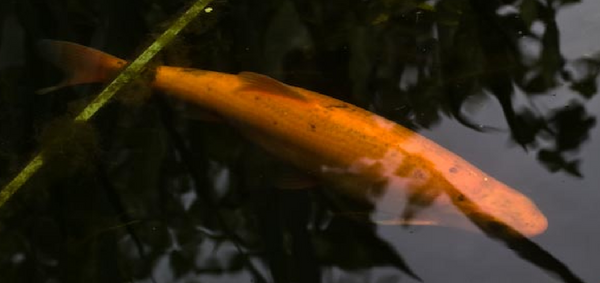 Golden Orfe Pond Fish - A Comprehensive Guide